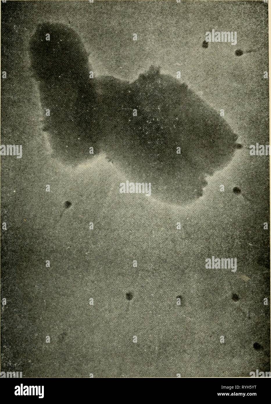 The electron microscope, its development, present performance and ...