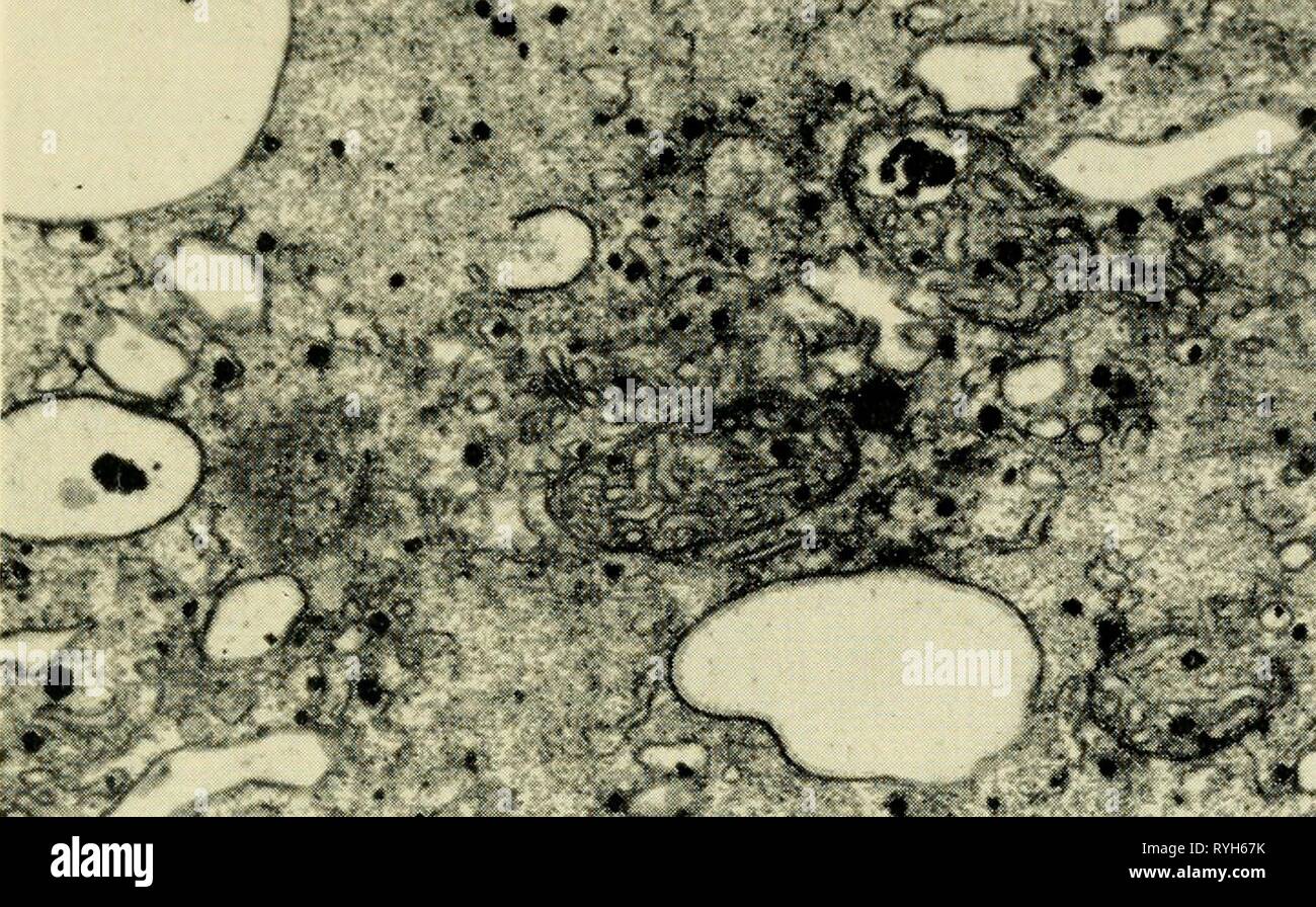 Electron-microscopic structure of protozoa electronmicrosco00pite Year ...