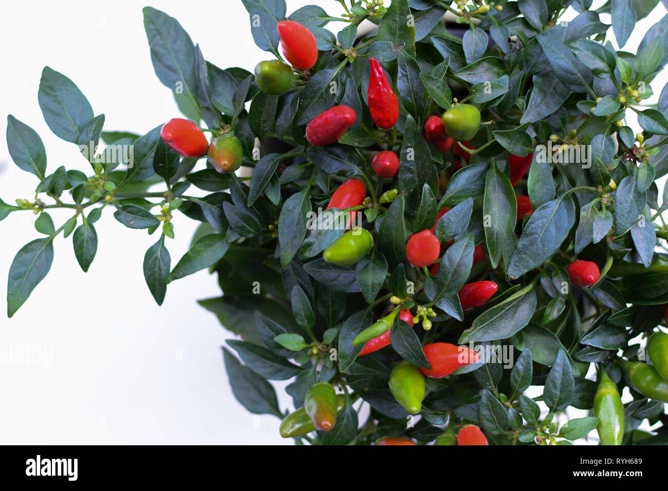 Red and green chilli peppers growing on a small plant Stock Photo - Alamy