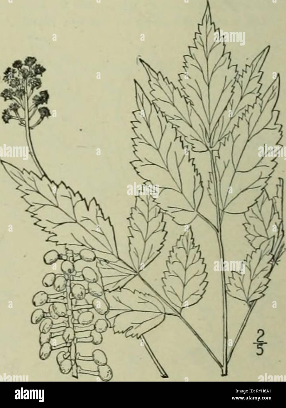Apex acuminate hi-res stock photography and images - Alamy