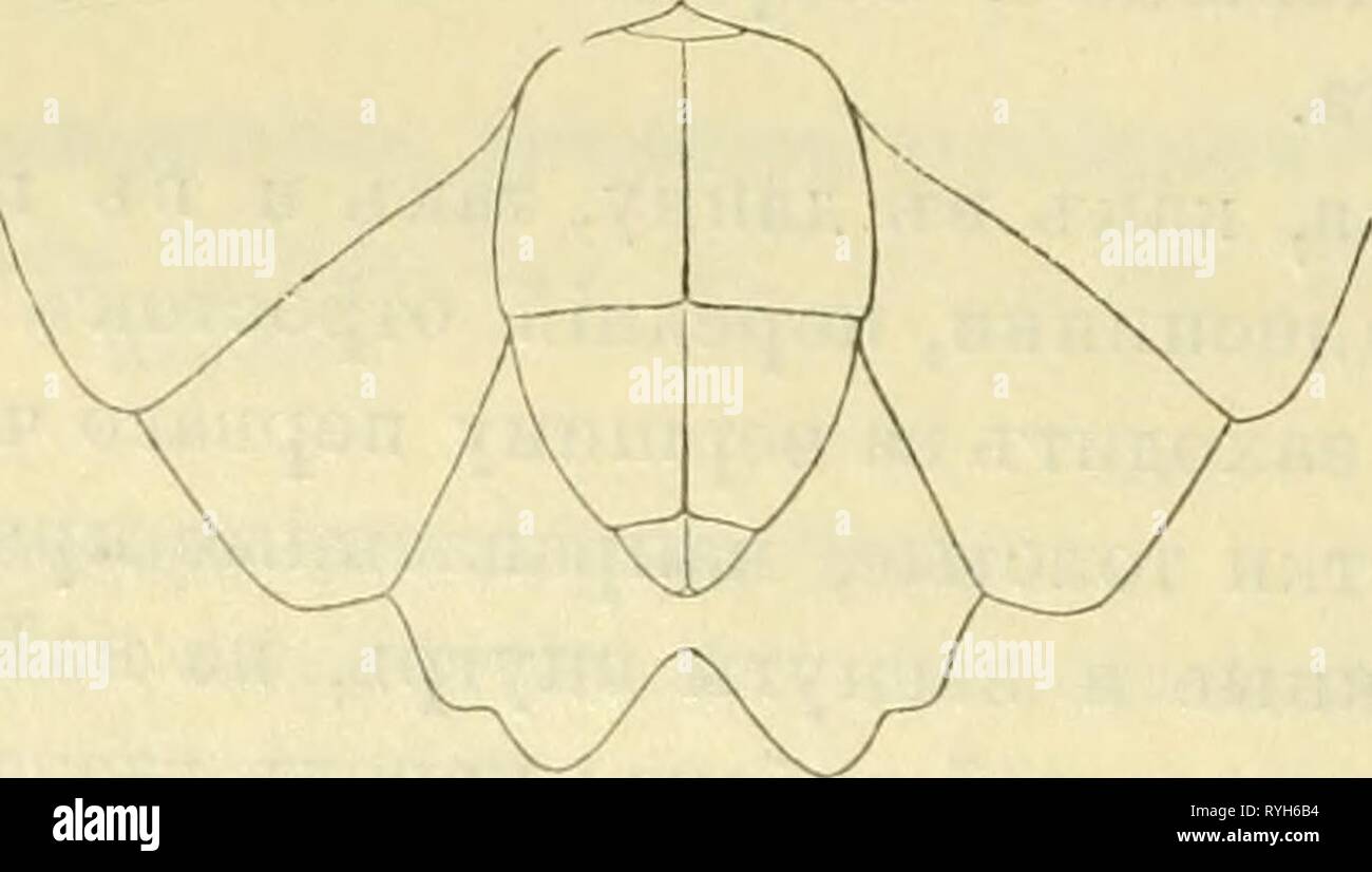 Aradidae hi-res stock photography and images - Alamy