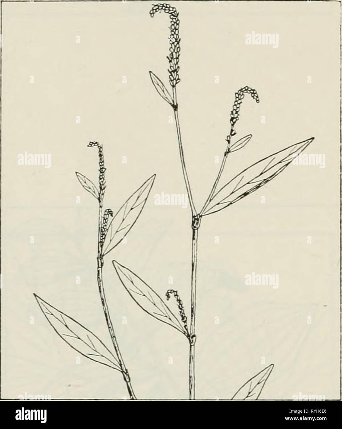 The drug plants of Illinois drugplantsofilli44teho Year: 1951 Stock ...