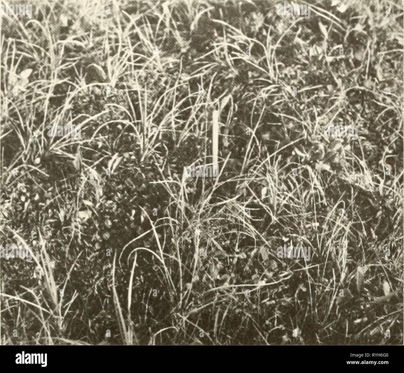 Dichotomous key hi-res stock photography and images - Alamy