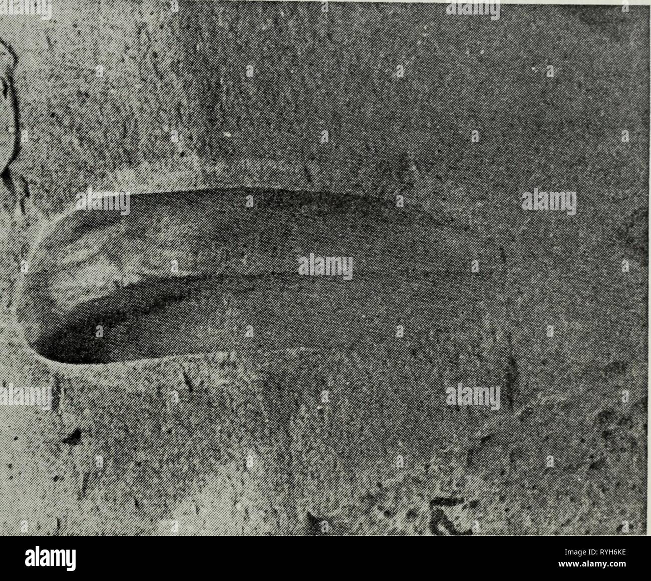 The ecology of the benthic Stock Photo - Alamy