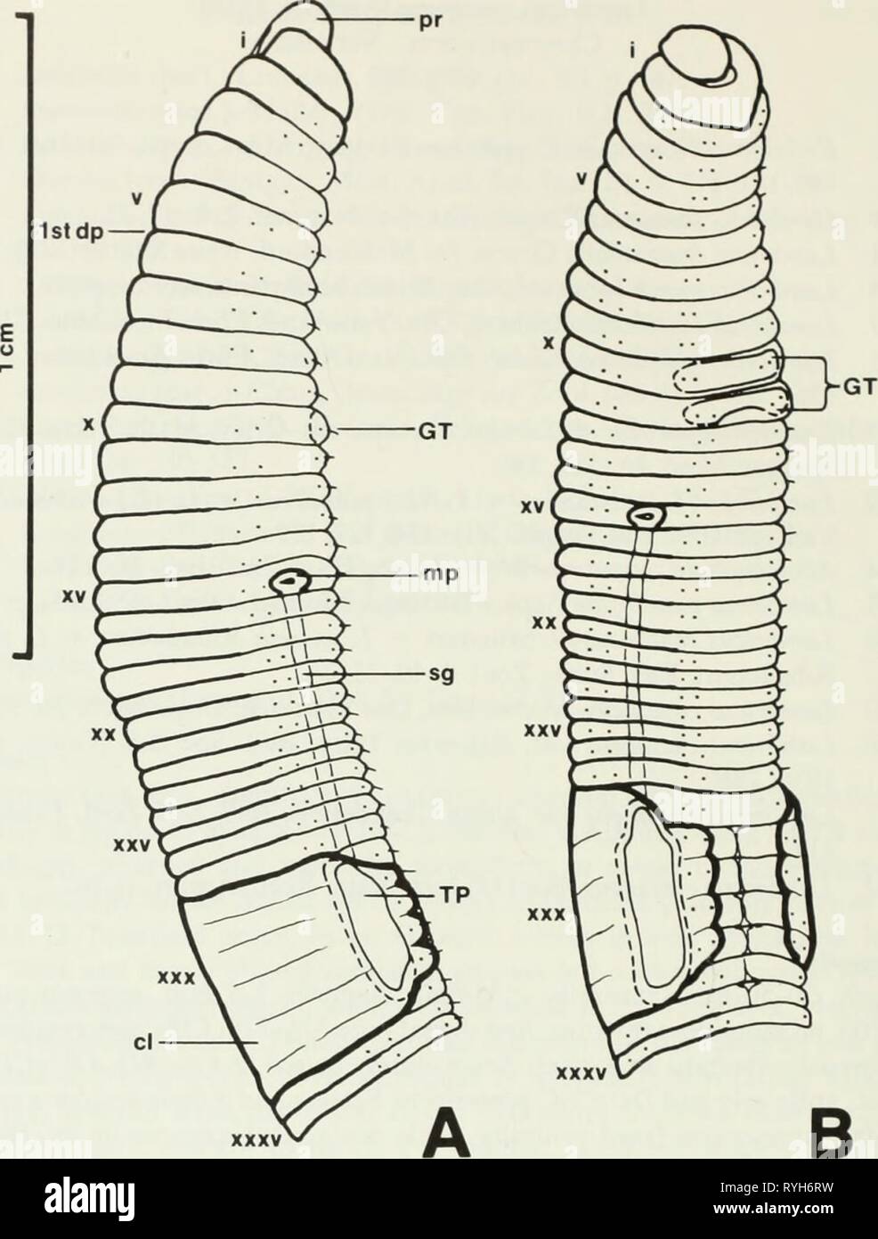 The earthworms (lumbricidae and sparganophilidae Stock Photo - Alamy