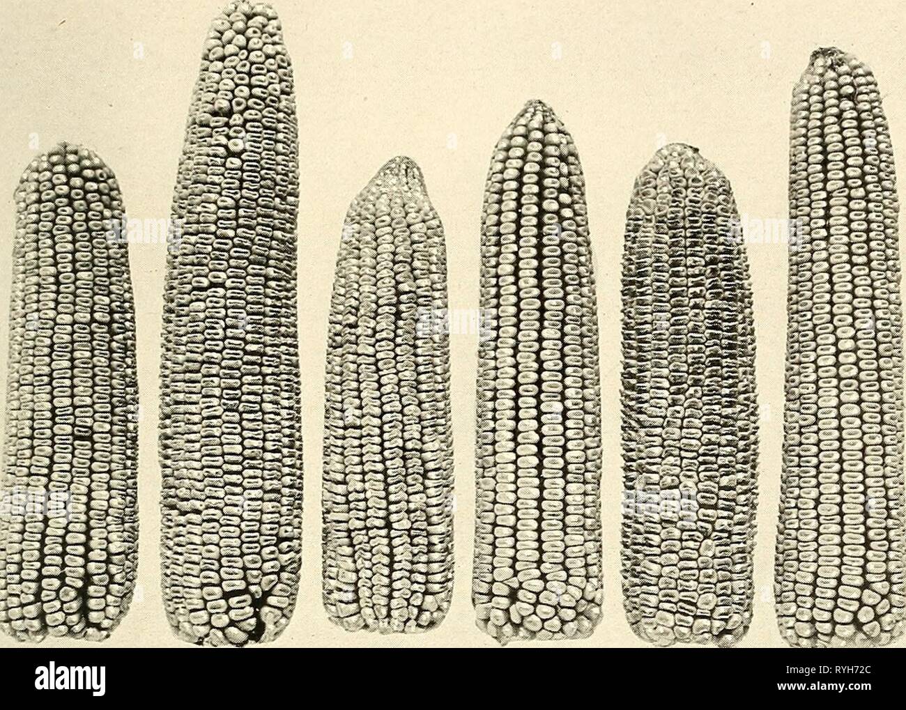 The effects of inbreeding and Stock Photo - Alamy