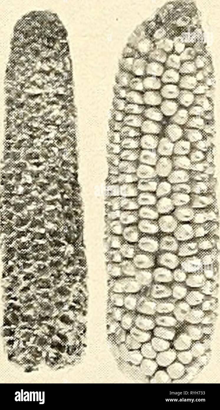 The effects of inbreeding and Stock Photo - Alamy