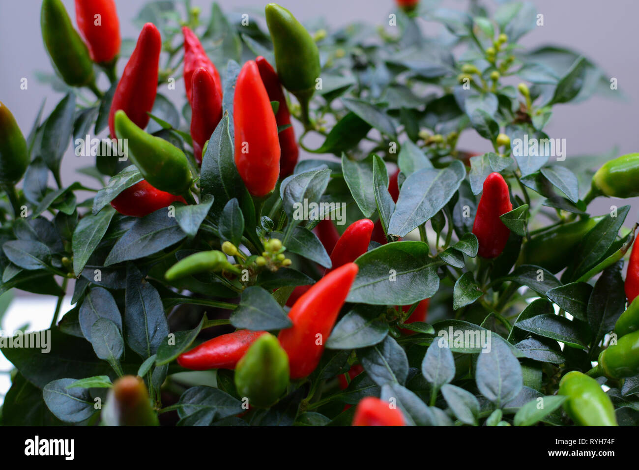 Red and green chilli peppers growing on a small plant Stock Photo - Alamy