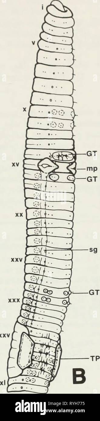 The earthworms (lumbricidae and sparganophilidae Stock Photo - Alamy