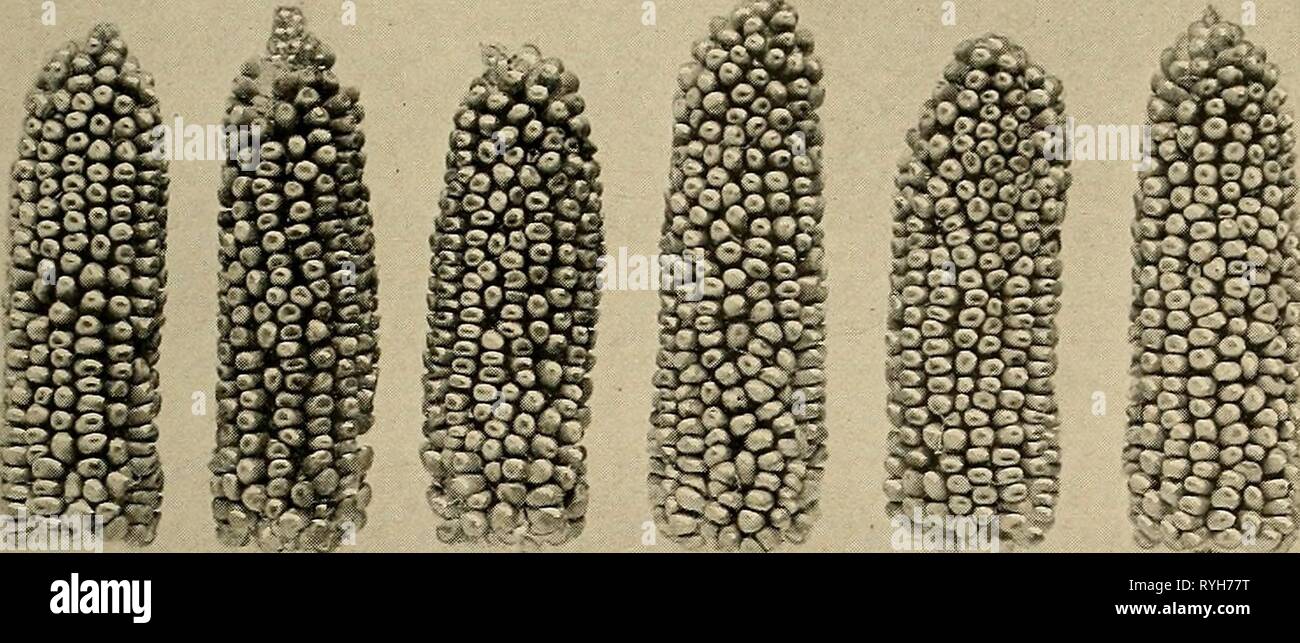 The effects of inbreeding and Stock Photo - Alamy