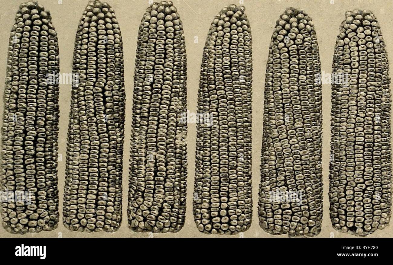 The effects of inbreeding and Stock Photo - Alamy