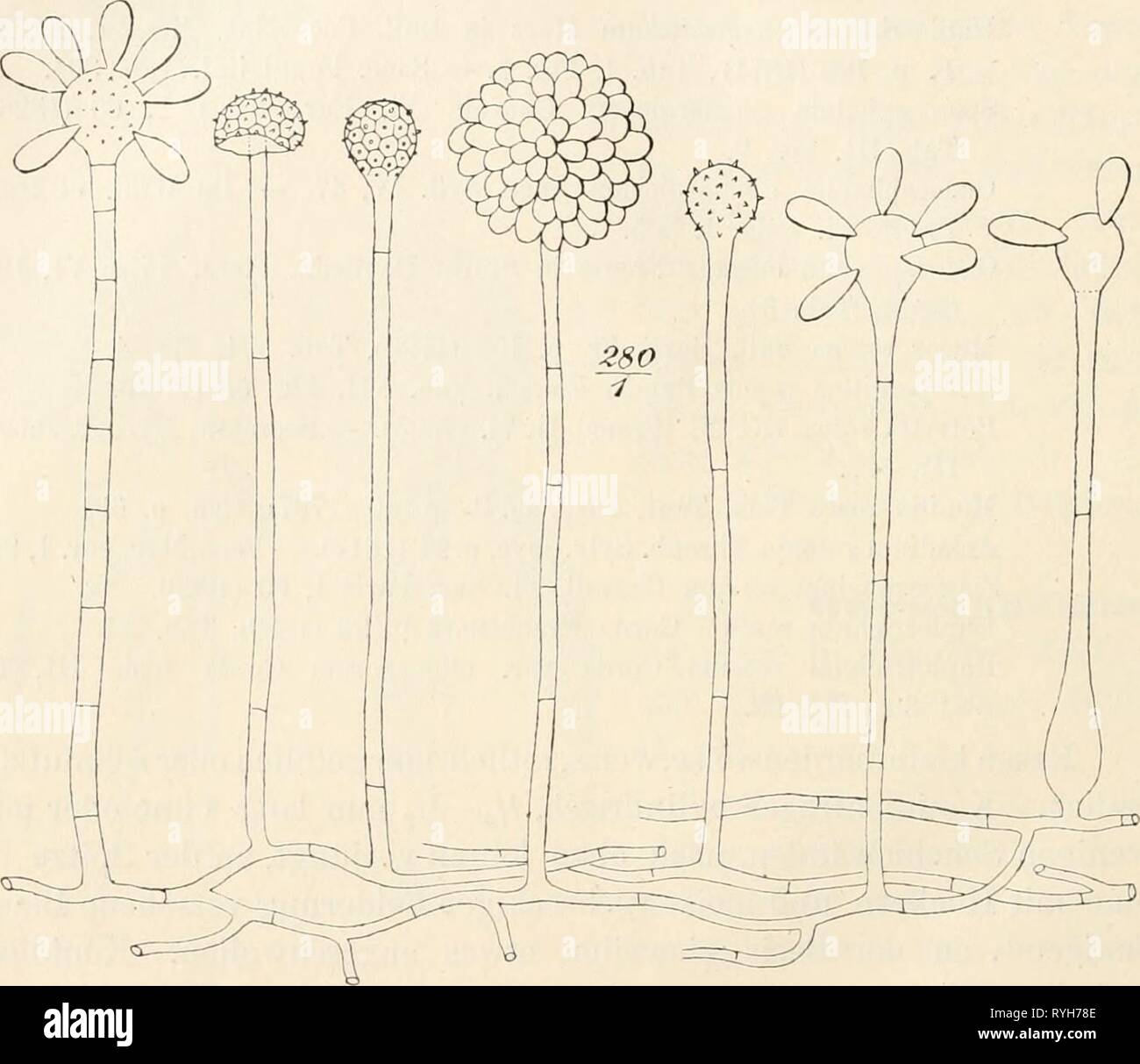 Felderung hi-res stock photography and images - Alamy