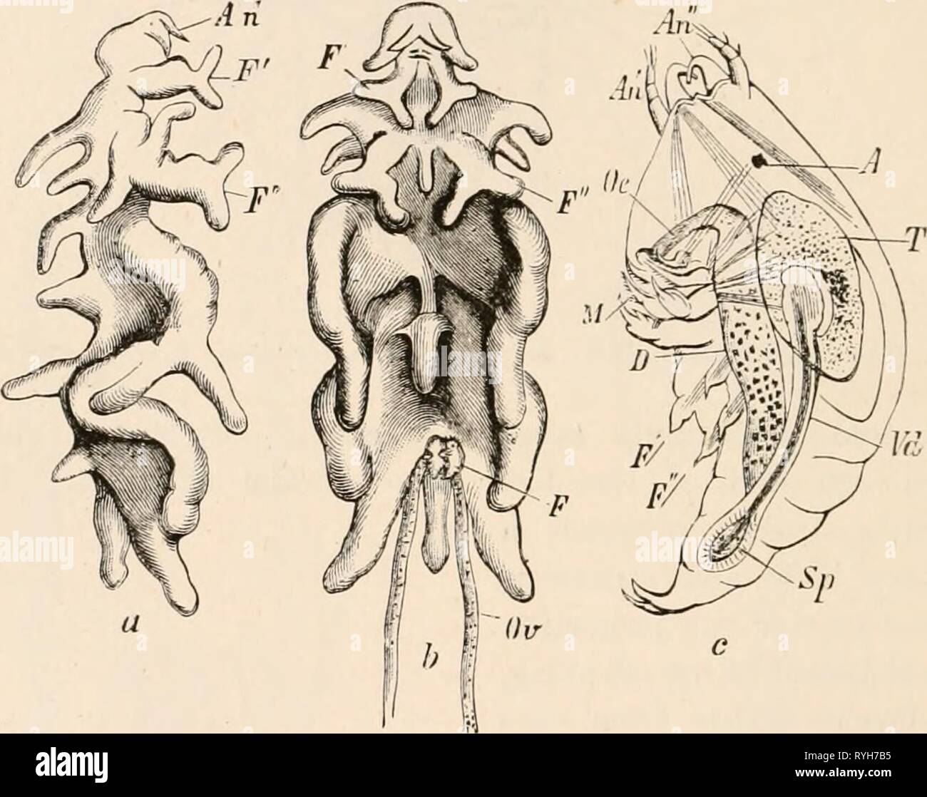 Female brood pouch hi-res stock photography and images - Alamy