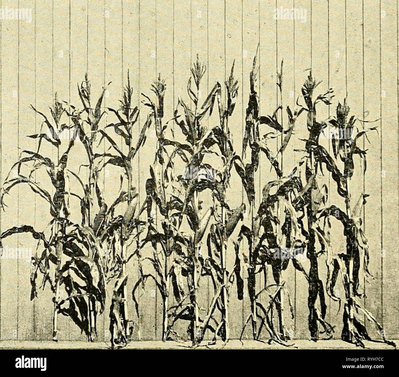 The effects of inbreeding and Stock Photo - Alamy