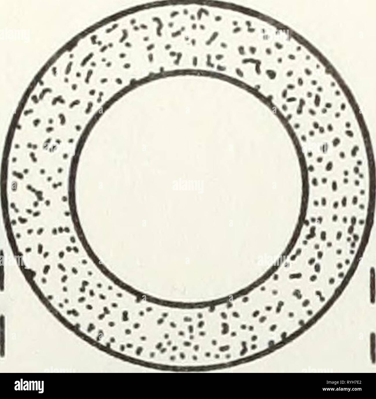 Ecological aspects of two wood-boring molluscs from the continental ...