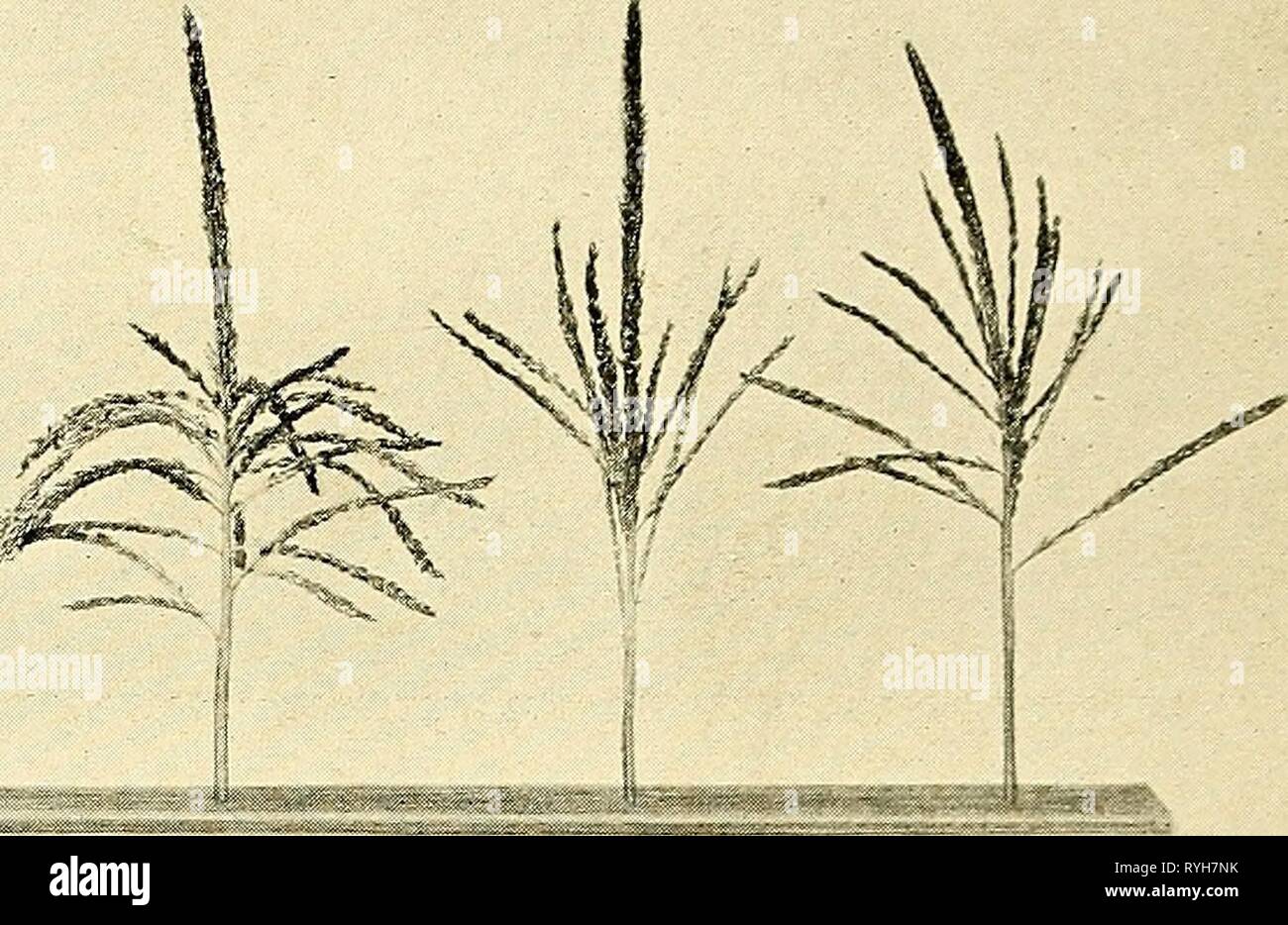 The effects of inbreeding and Stock Photo - Alamy