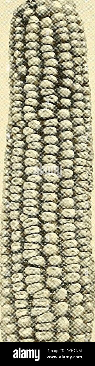 The effects of inbreeding and Stock Photo - Alamy