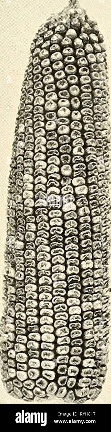 The effects of inbreeding and Stock Photo - Alamy