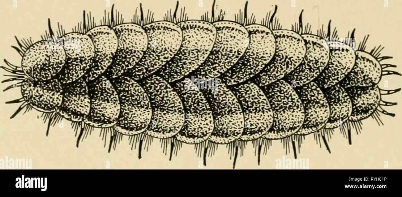 Polynoe hi-res stock photography and images - Alamy