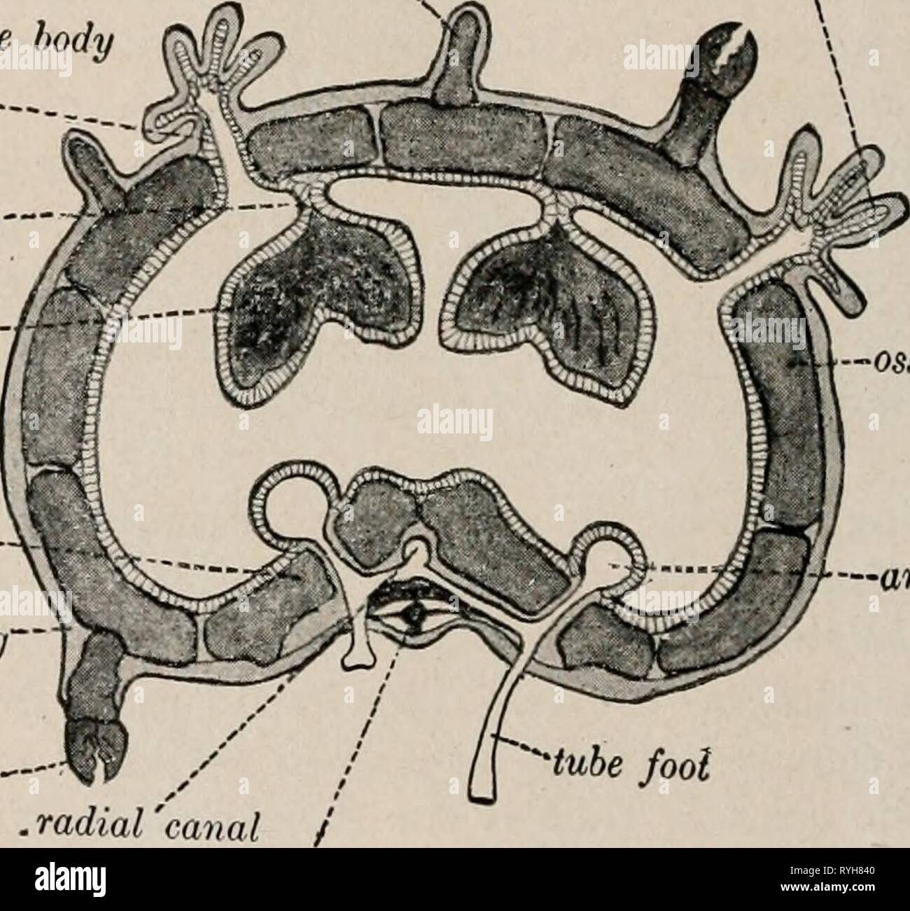 Elementary textbook of economic zoology and entomology ...