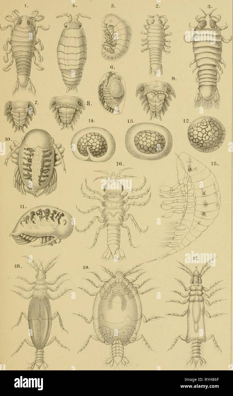 Dr HG Bronn's Klassen und Stock Photo - Alamy