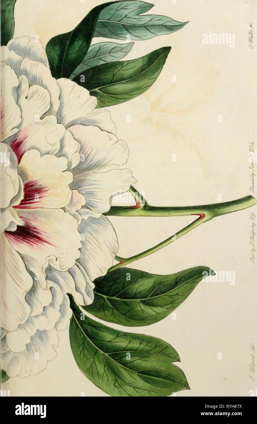 Edwards' botanical register, or, Ornamental flower-garden and shrubbery ...