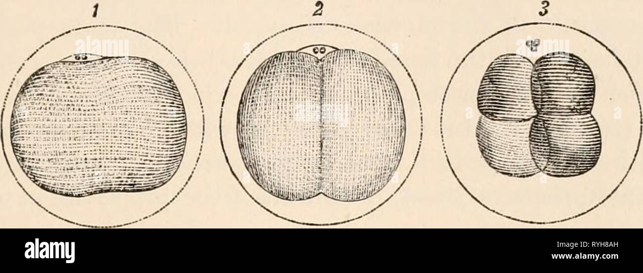 Female pronucleus hi-res stock photography and images - Alamy