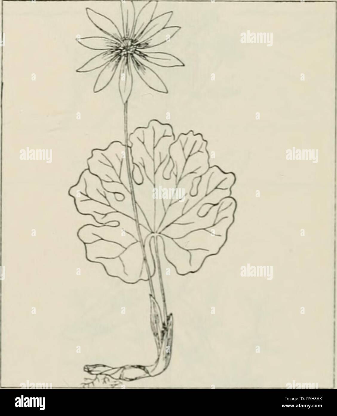 Blood root puccoon red puccoon hi-res stock photography and images - Alamy