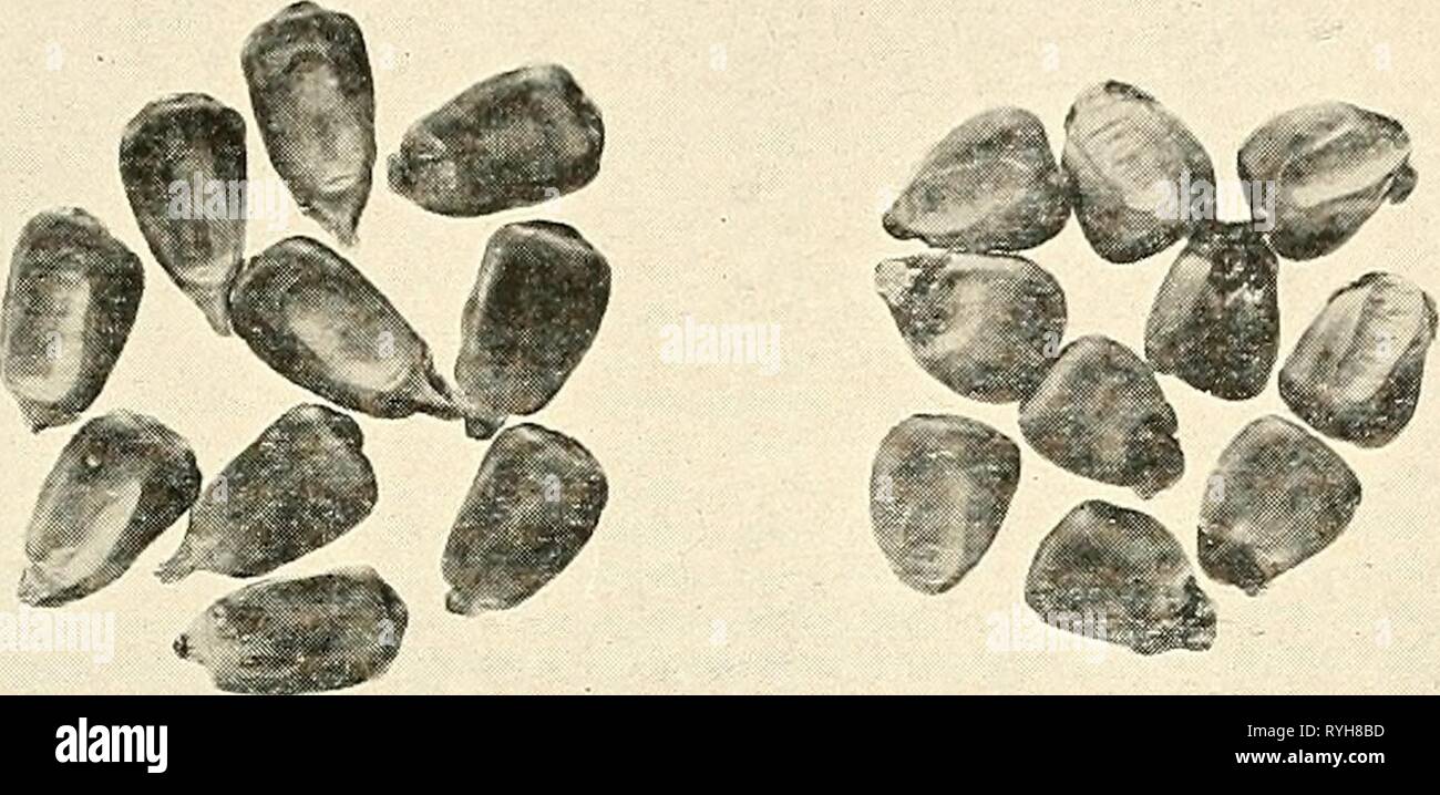 The effects of inbreeding and Stock Photo - Alamy