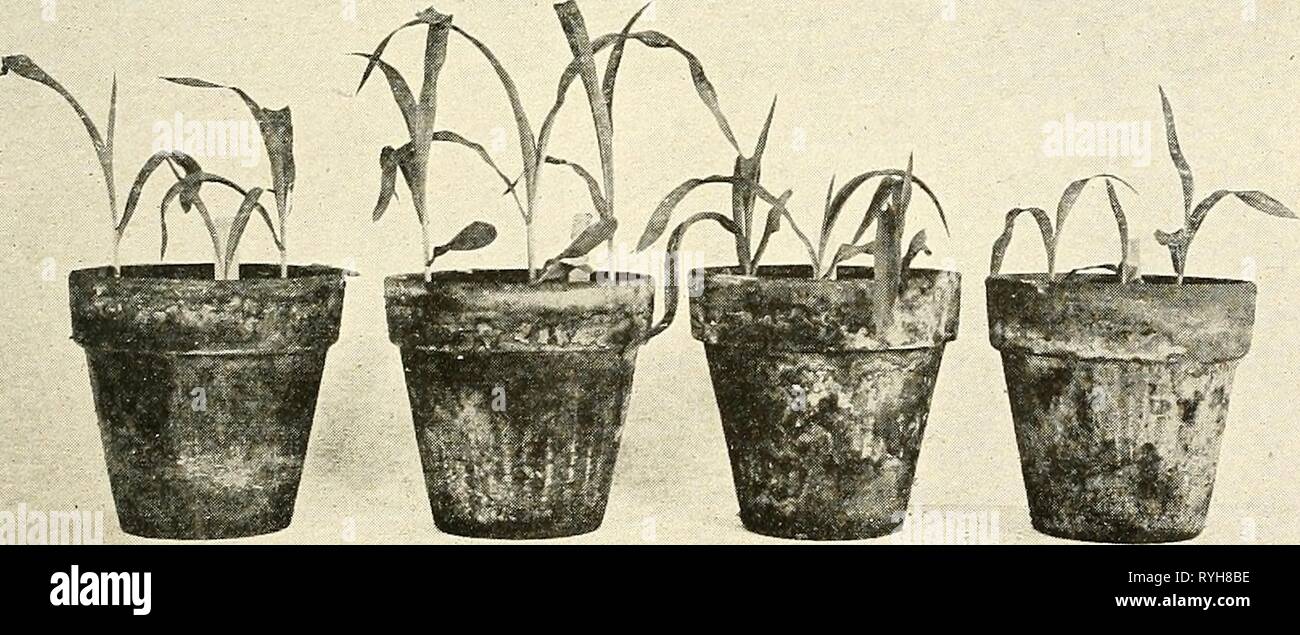 The effects of inbreeding and Stock Photo - Alamy