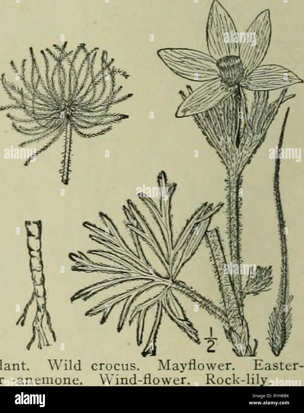 4 stamens in each flower hi-res stock photography and images - Alamy