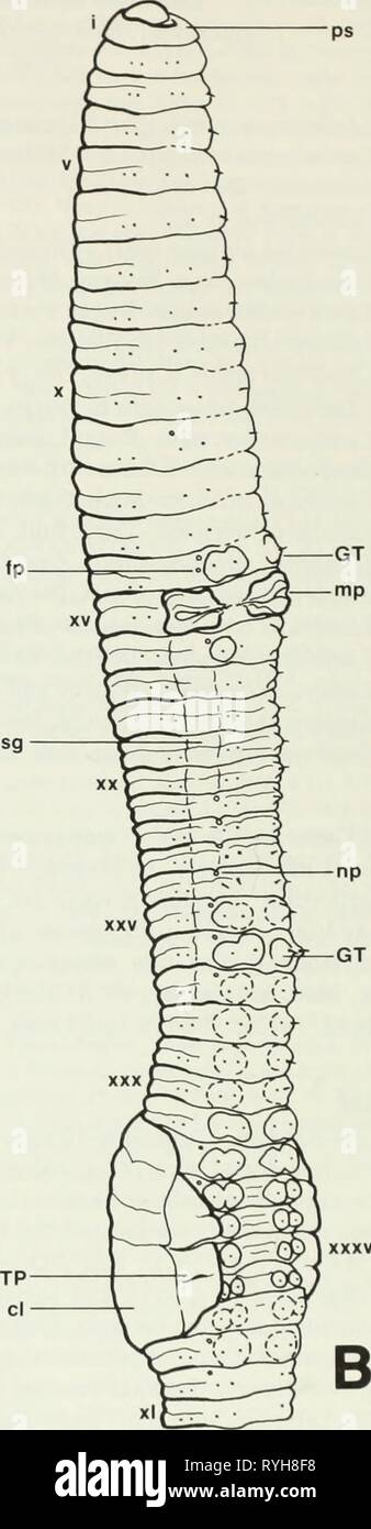 The earthworms (lumbricidae and sparganophilidae Stock Photo - Alamy