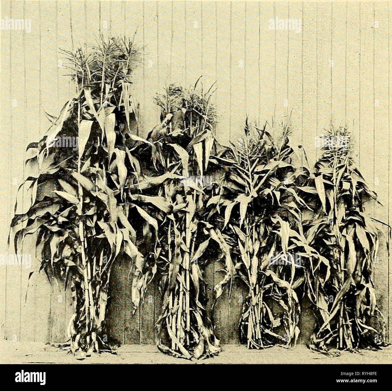 The effects of inbreeding and Stock Photo - Alamy