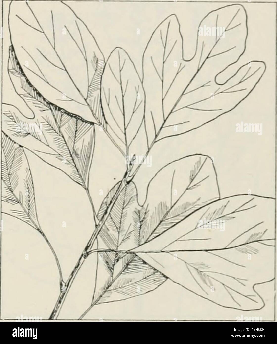 The drug plants of Illinois drugplantsofilli44teho Year: 1951 SASSAFRAS ...