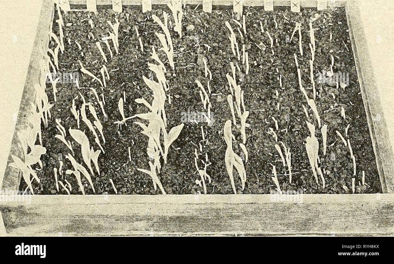 The effects of inbreeding and Stock Photo - Alamy