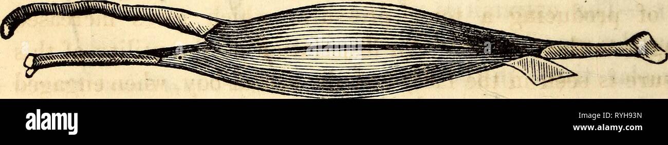 Elementary anatomy and physiology : for colleges, academies, and other ...