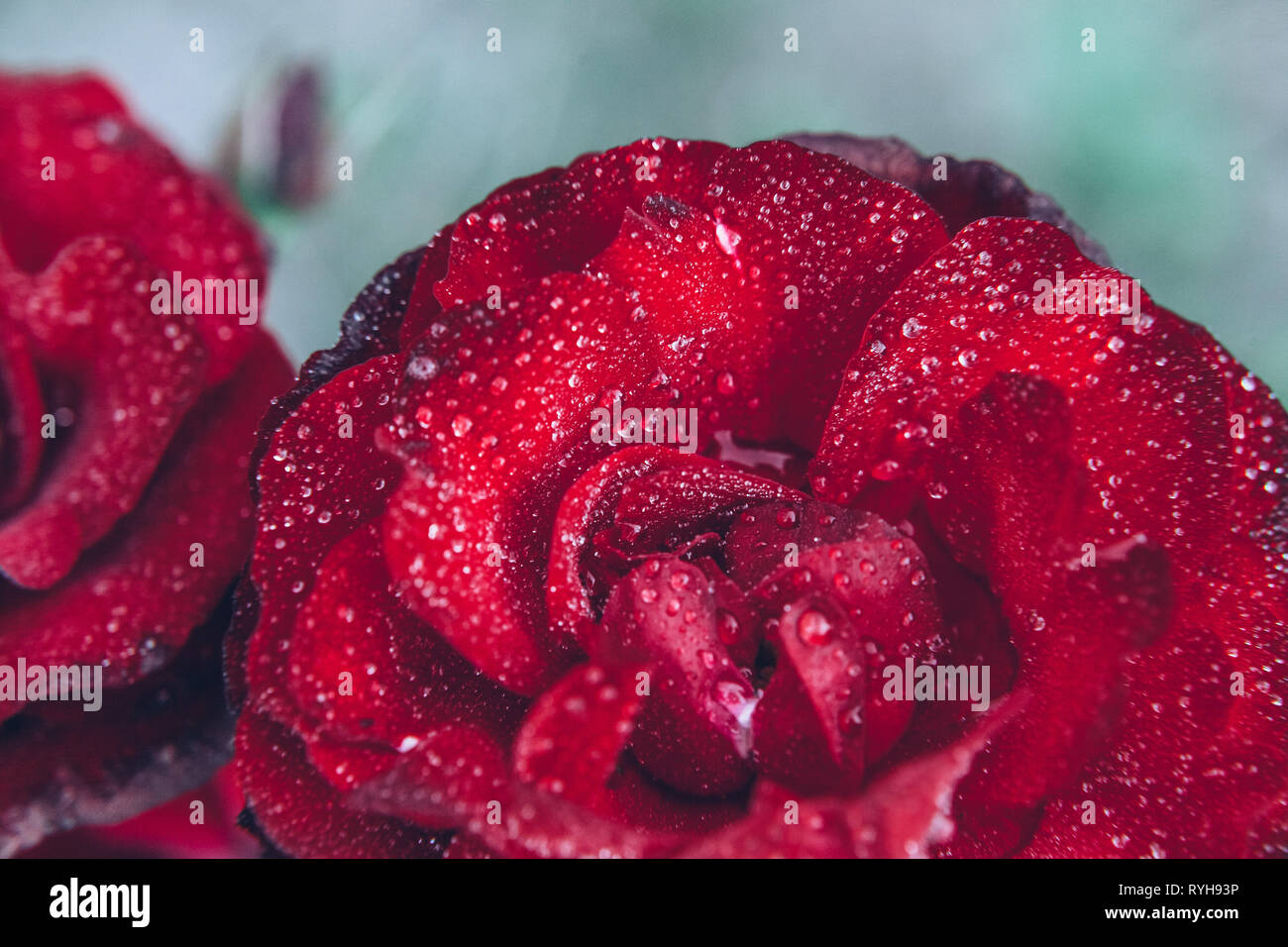 Beautiful red rose flowers with drops after rain in summer time ...