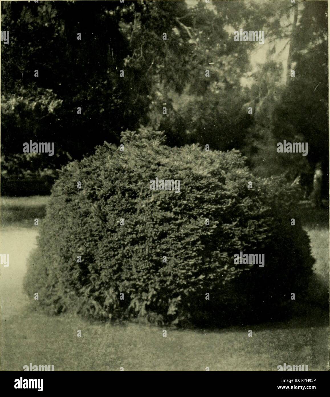 Dwarf and slow-growing conifers (1923 Stock Photo - Alamy