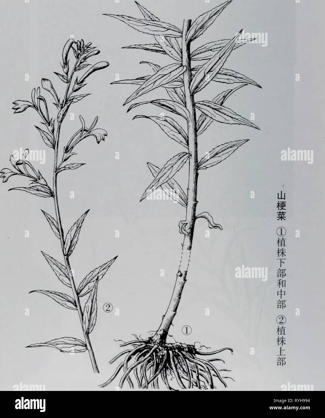 e er duo si zhi Stock Photo - Alamy