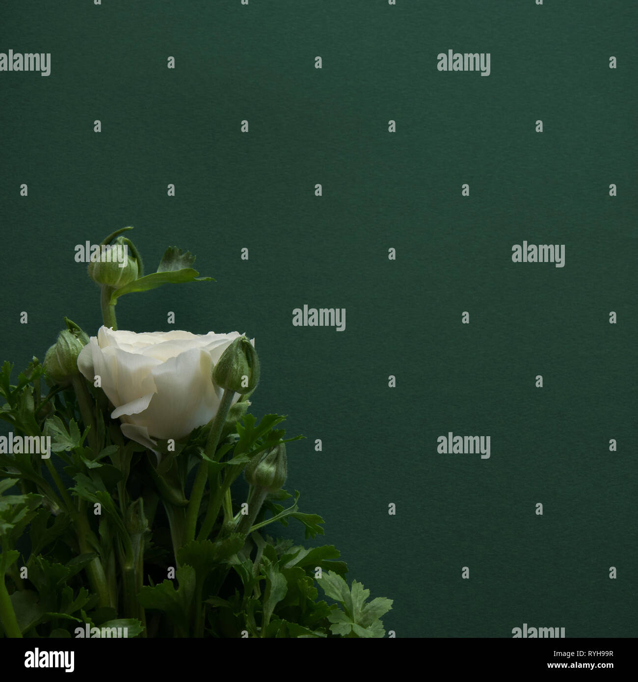Beautiful blossom white flower on deep green background, space for text ...