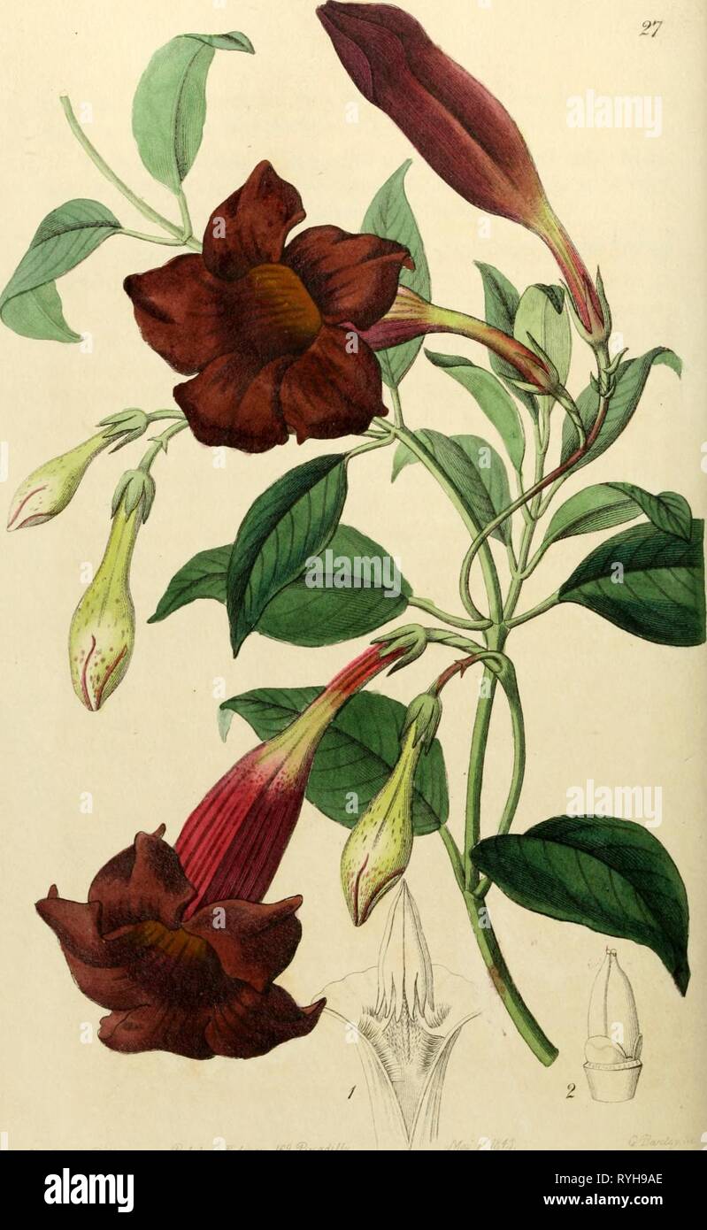 Edwards' botanical register, or, Ornamental flower-garden and shrubbery ...