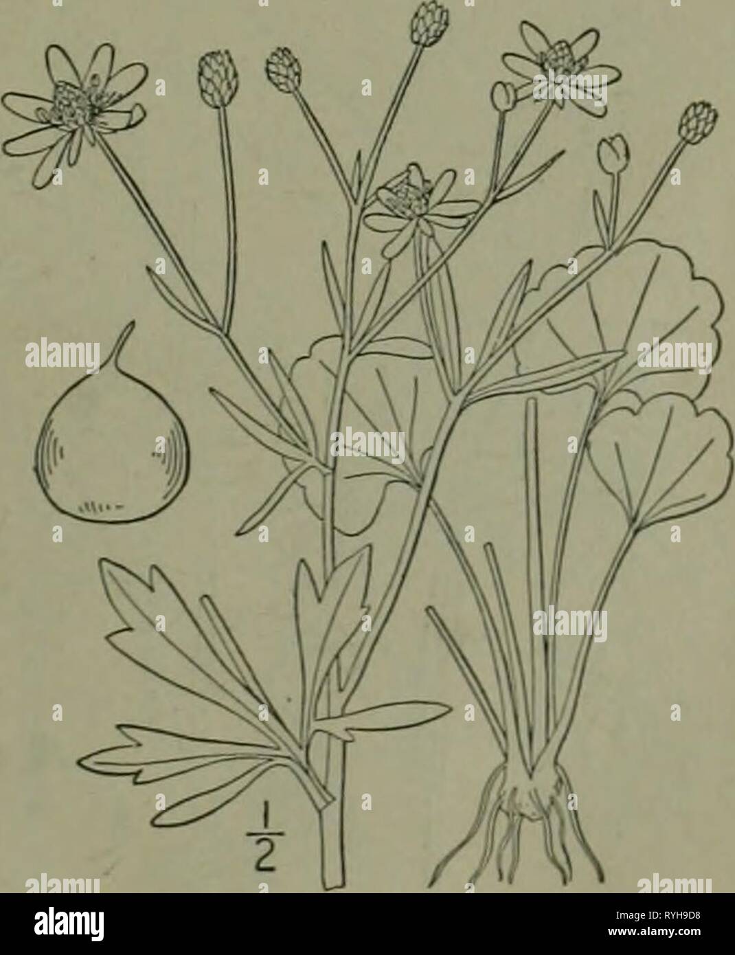 Basal branching hi-res stock photography and images - Alamy