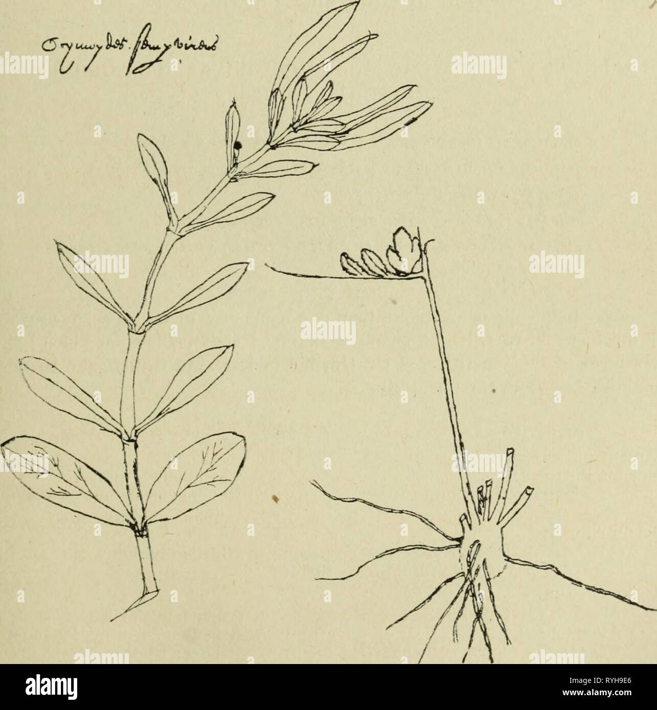 Early British botanists and their Stock Photo - Alamy