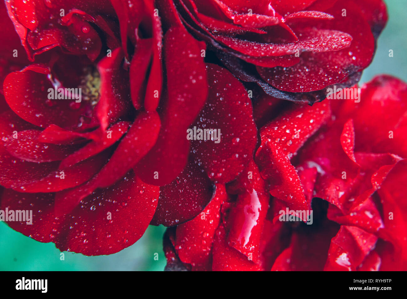 Beautiful red rose flowers with drops after rain in summer time ...