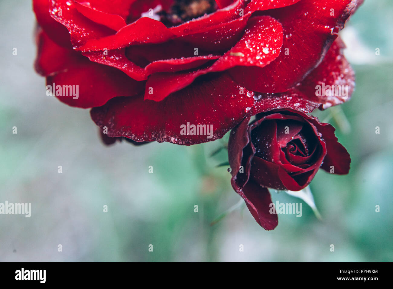 Beautiful red rose flowers with drops after rain in summer time ...