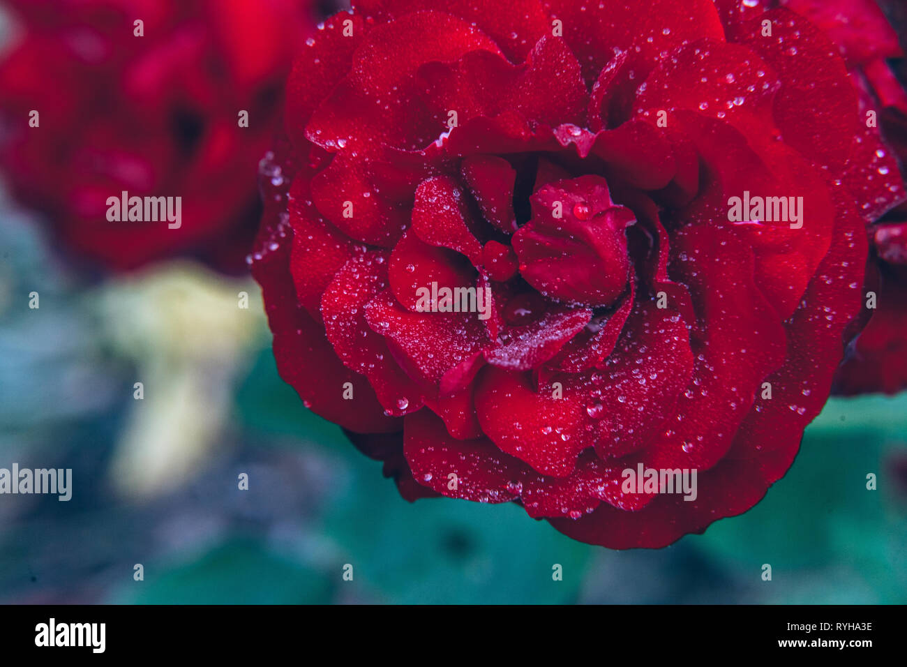 Beautiful red rose flowers with drops after rain in summer time ...