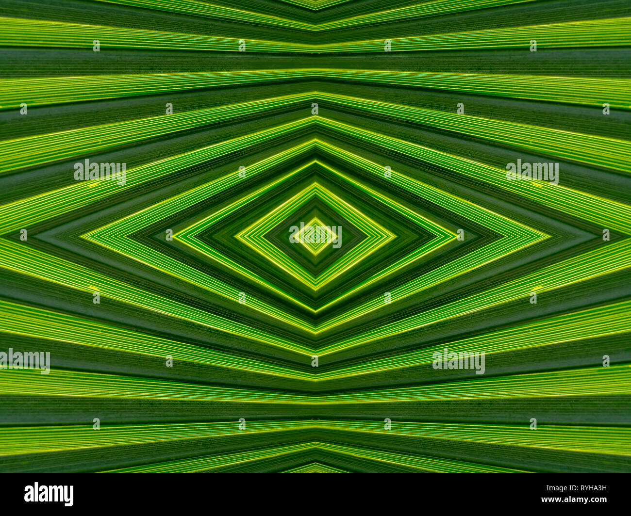 Fresh green palm leaf square pattern Stock Photo - Alamy