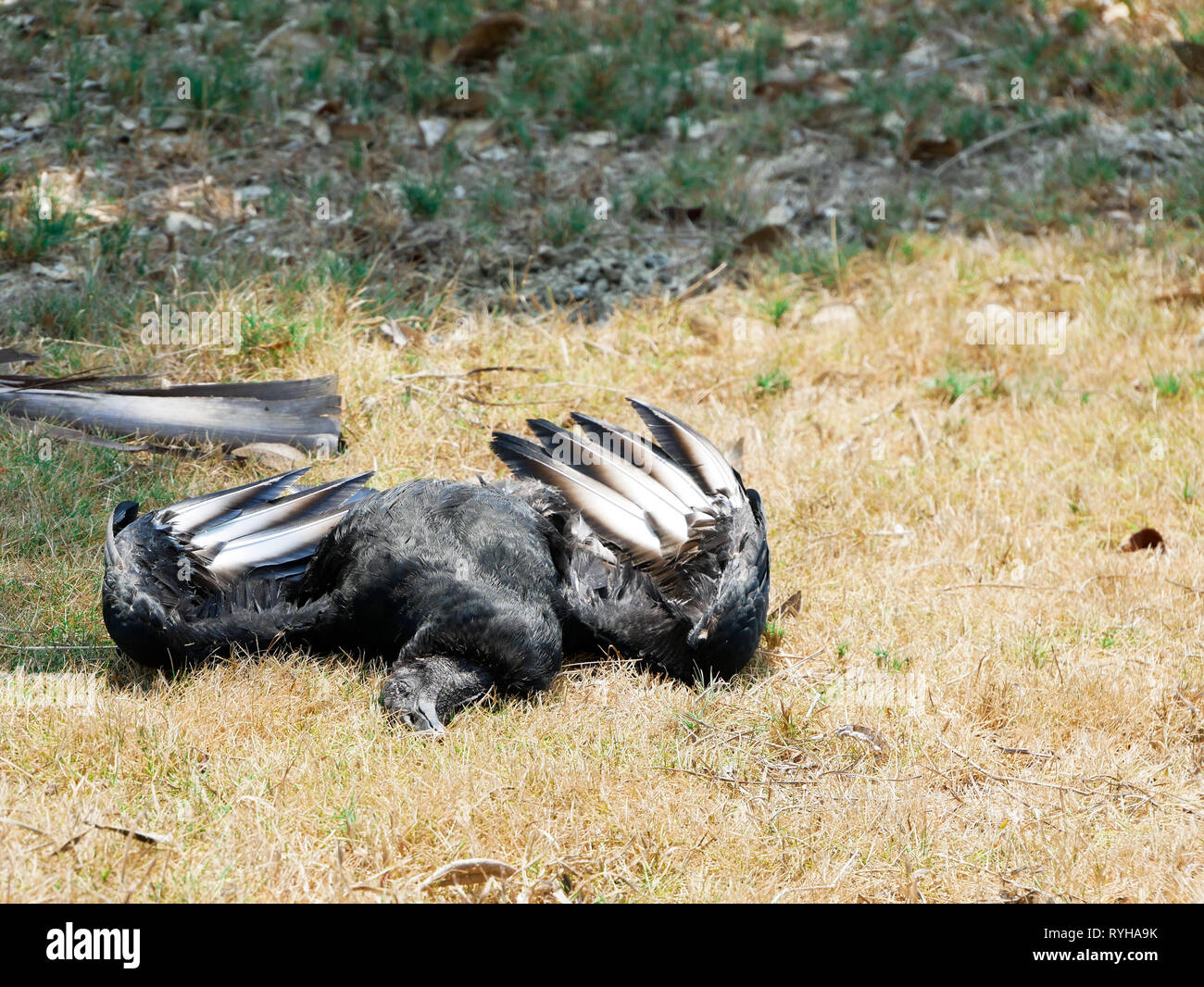 dead body of a buzzard lying upside down on the Grass during the day in ...