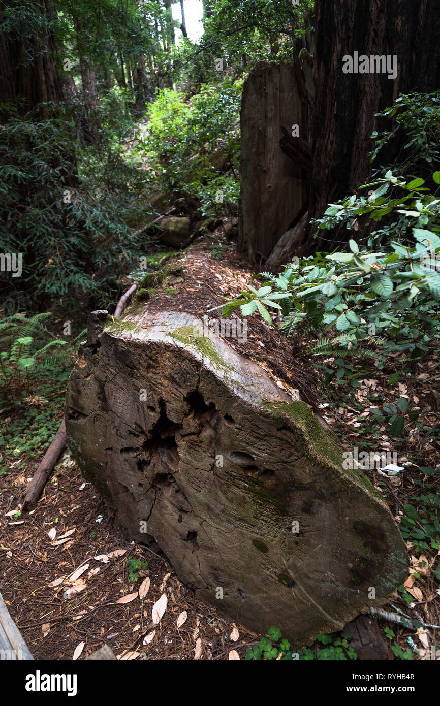 Sequoya national park hi-res stock photography and images - Alamy