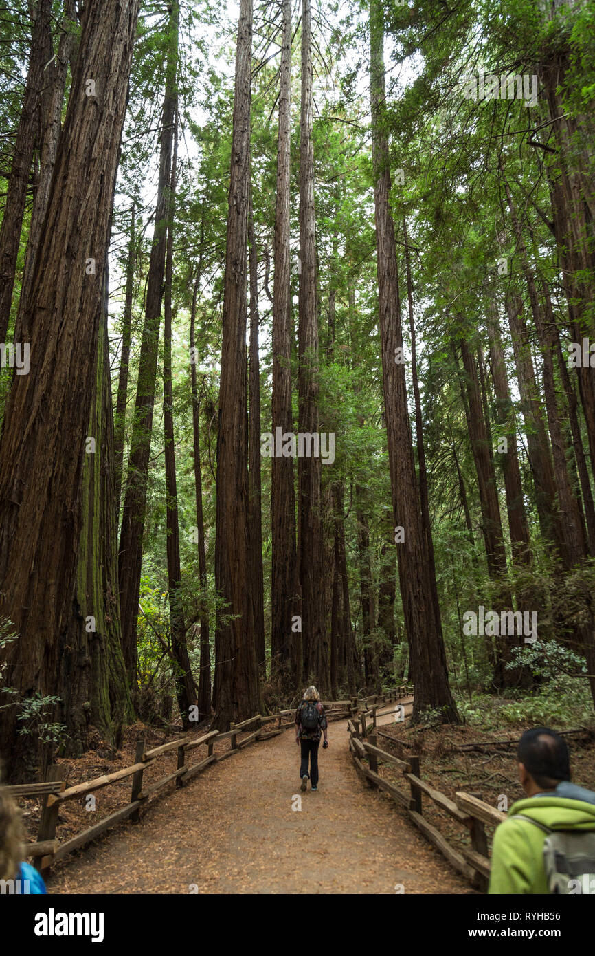 California's park Sequoya Stock Photo - Alamy